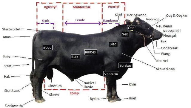 Dexter Cattle Breeders' Society of Namibia .:. Ras Beskrywing